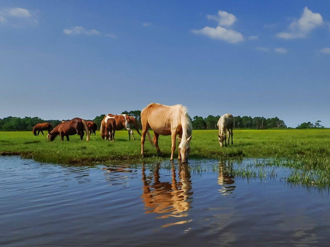 Chincoteague, Virginia - Travel Obscura