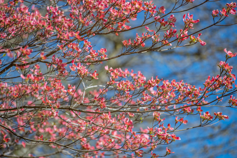 North Georgia - Waterfalls & Spring Flowers - Spring - 2019 - Travel ...